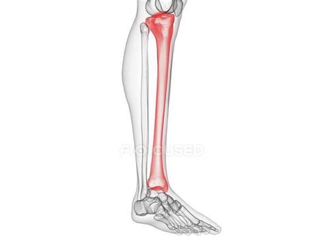 Tibia Bone In Skeleton Of Human Body Computer Illustration X Ray Science Stock Photo