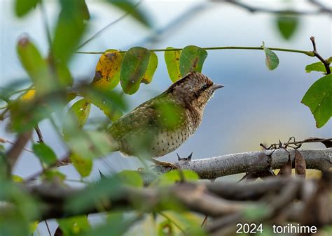 20241027 アリスイ蟻吸 野鳥撮影記録