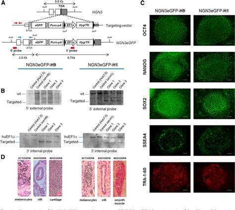 Figure 1 From Tissue Specific Progenitor And Stem Cells Prospectively