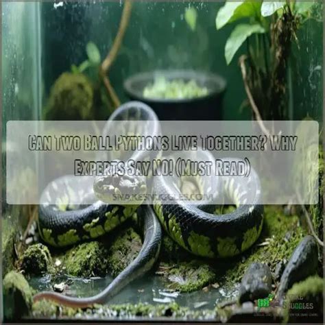 Can Two Ball Pythons Live Together Why Experts Say No Must Read