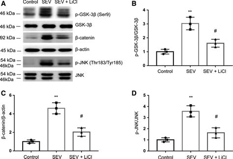 Licl Inhibits The Activation Of Gsk‐3ββ‐catenin Signal Pathway In Rat