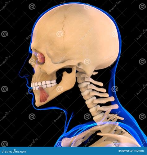 Depressor Anguli Oris Muscle Anatomy For Medical Concept 3d Stock Illustration Illustration Of