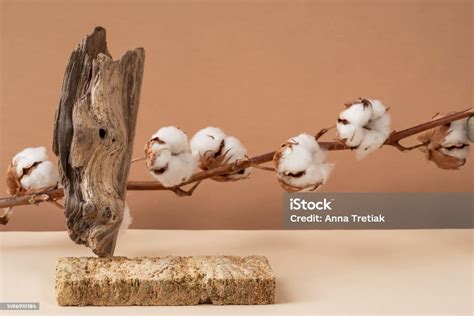 전시회 및 제품 발표를 위한 연단 재료 돌 나무 꽃 면화 천연 소재로 만든 아름다운 베이지색 배경 구성이 있는 추상적인 자연 장면 0명에 대한 스톡 사진 및 기타 이미지