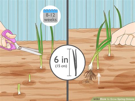 How To Grow Spring Onions Planting Seeds Regrowing Roots