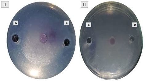 I Mycelial Growth Inhibition Of F Oxysporum By Methanol Extract Of Download Scientific