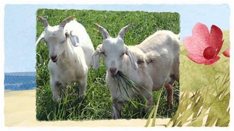 Песенка загадка Далеко далеко Изучаем животных Youtube