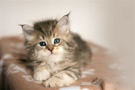Meet Teddy The Siberian Kitten With Adorable Crispy Crunchy Meows