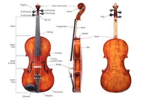 Violin Parts Diagram Strings Violin Viola Cello Department Of