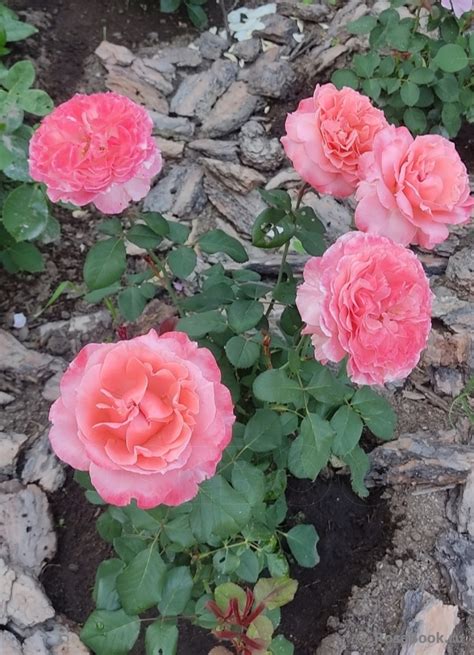 Галерея Laurent Cabrol Maslaucab Энциклопедия роз