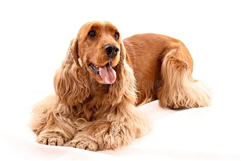 Spaniel Di Cocker Con Le Grandi Orecchie Fotografia Stock Immagine Di Orecchi Razza 14109866