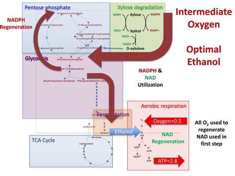 Ppt From Annotated Genomes To Metabolic Flux Models Powerpoint Presentation Id1605260