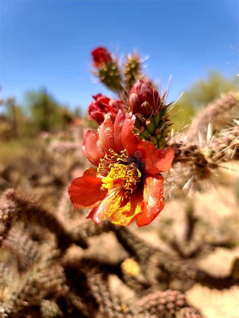 Sonoran Desert Wild Jumping Cholla Cactus Red Flower Blossoms Nature