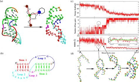 The Representation Of All Atom And Cg Model For An Rna Pseudoknot And Download Scientific