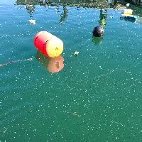 Bbox Rs Object Detection Dataset And Pre Trained Model By Project Zzqjq