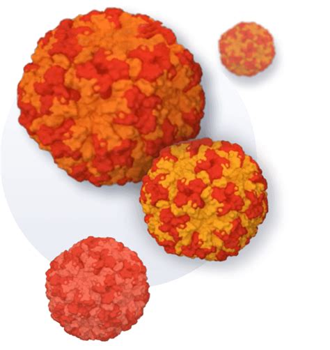 Dengue Fever Severity Risk And Severity