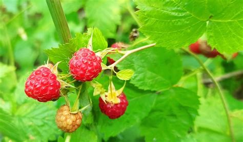 Premium Photo Crop Of Raspberry With Ripe Berries Fresh And Sweet Red Premium Photo Crop Of Raspberry With Ripe Berries Fresh And Sweet Red