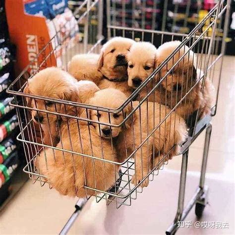 宠物店里有何“猫腻”？大批人已中招，下次购买狗狗要注意 知乎