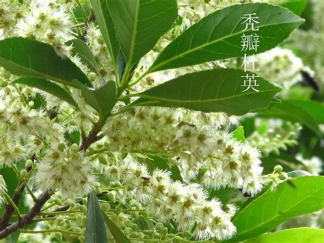 秃瓣杜英图册 360百科