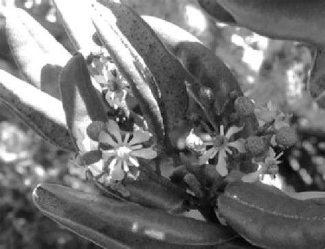 3 Aextoxicon Punctatum Olivillo Download Scientific Diagram