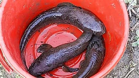 গ্রামের সুন্দর দৃশ্য মাছ মারা ফুল ভিডিও Youtube