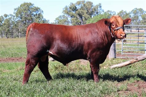 ronelle park shorthorns and trojon shorthorns will offer 4 lots at the 2024 beef elite genetic