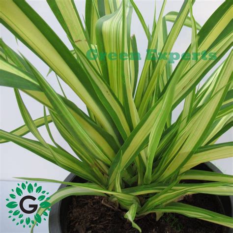Variegated Dwarf Pandanus 30cm Green Experts Landscape Llc