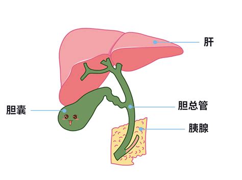 有胆结石可以买百万医疗险吗最宽松的产品都在这 年轻人都是慢慢有病的发现时感觉突如其来不明白为啥中了这彩票其中有一种痛堪比生孩子那就是