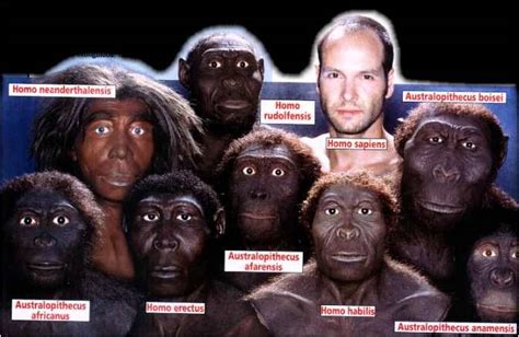 Cmc Siglo Xxi Características De Los Homínidos Subtribu Hominina