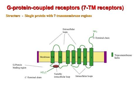 Seminar Gpcr Ppt