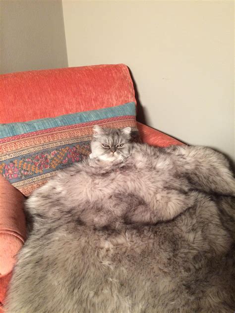 This Long Boi Rabsoluteunits This Long Boi Rabsoluteunits