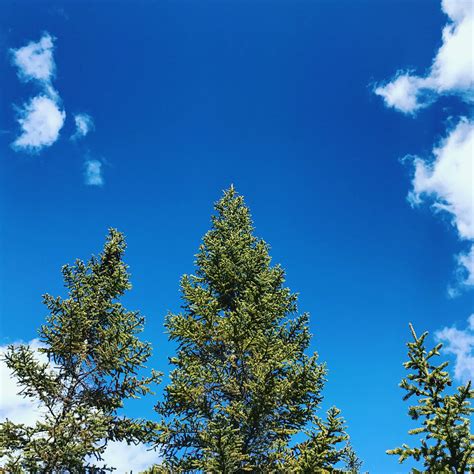 Setting Up For Developmental Evaluation Success Cense Ltd