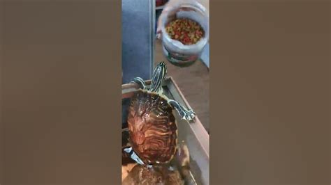 왕의 귀환 돌아온 벌크업 세찬~ Shorts Youtube