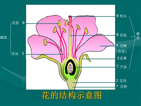 不完全花结构图 图库 五毛网