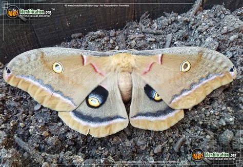 Polyphemus Moth