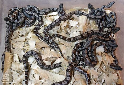 თბილისის ეგზოტარიუმში 13 მახრჩობელა გველი გამოიჩეკა Netgazeti • თბილისის ზოოპარკი • Netgazeti Ge