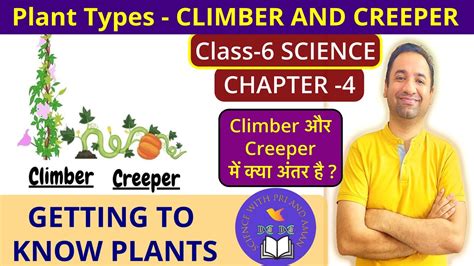 Getting To Know Plants Creepers And Climbers Class 6 Science 2023