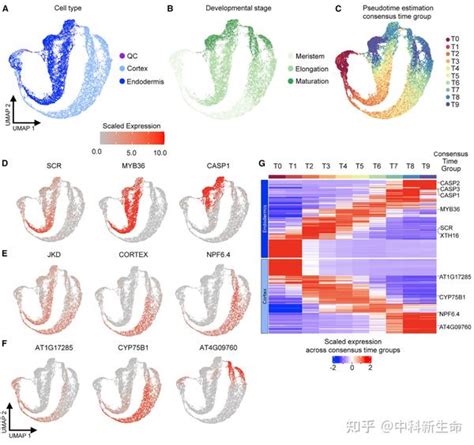 Developmental Cell （if 11 8） 超十万级拟南芥根系单细胞图谱揭示野生型和突变体根系的发育轨迹 知乎