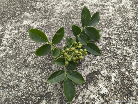 带叶青花椒高清图片下载 红动中国