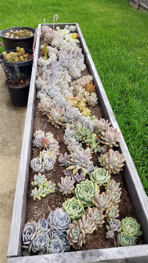 Large Succulent Planter Box For Your Backyard Garden