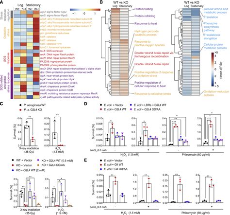 Group Ii Intron Like Reverse Transcriptases Function In Double Strand Break Repair Cell