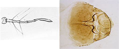 North American Chironomus C Chaetolabis Ochreatus