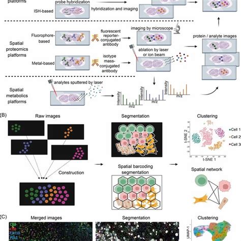 Mass Spectroscopy Based Spatial Metabolomic Platforms Download
