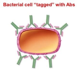 Microbiology Chapter Adaptive Specific Host Defenses Flashcards Quizlet