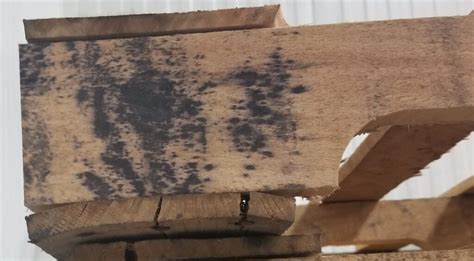 Is That Mold On My Wood Pallet Premier Pallets Inc