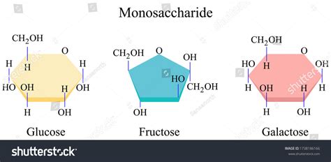Carbohydrate Structure Diagram