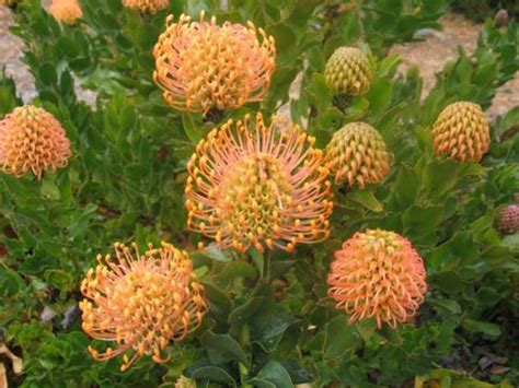 Leucospermum Cordifolium Muchea Tree Farm