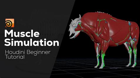 Muscle Simulation In Houdini Houdini Tutorial Youtube
