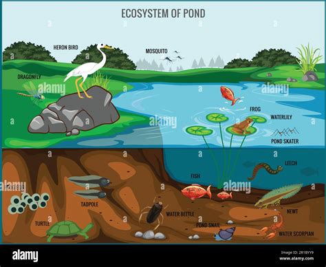 Freshwater Lake Ecosystem Diagram