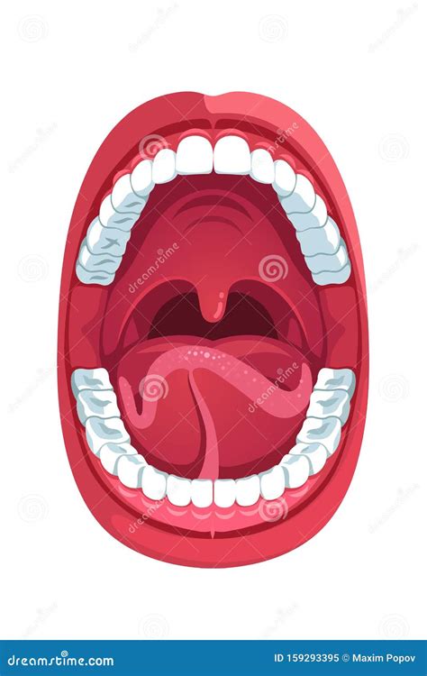 Oral Cavity Cartoon Vector 15645239