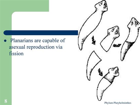Phylum Platyhelminthes Ppt Download